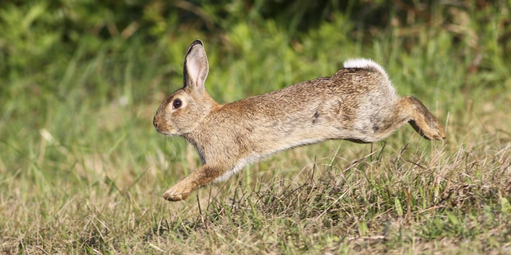 Getting Started with Rabbit Hunting | AirFire Tactical